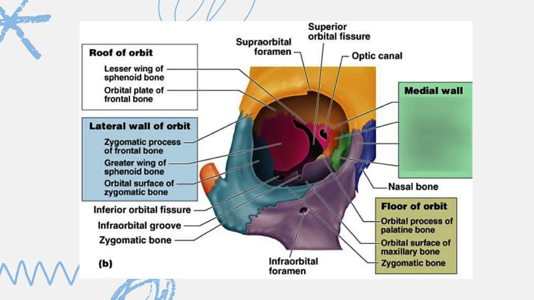 Orbital fracture, anatomy , surgical aproch | PDF