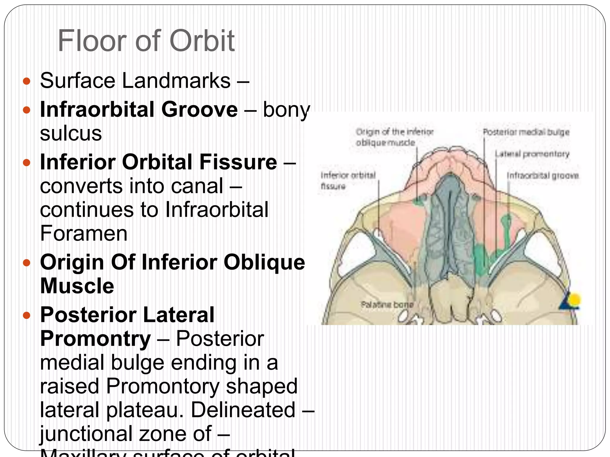 Orbital fractures | PPTX