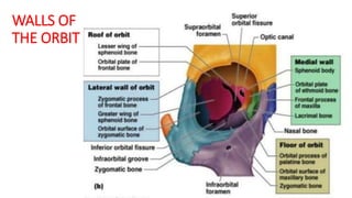 ORBITAL FRACTURES.pptx