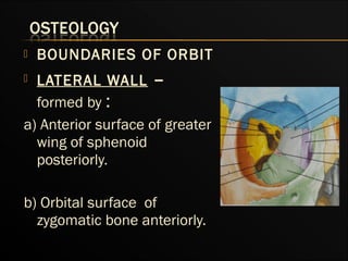 Orbital fractures ih | PPT
