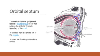 Orbital_inflammations.pptxbsnsjsjsjsjsnsjsjsn | PPTX