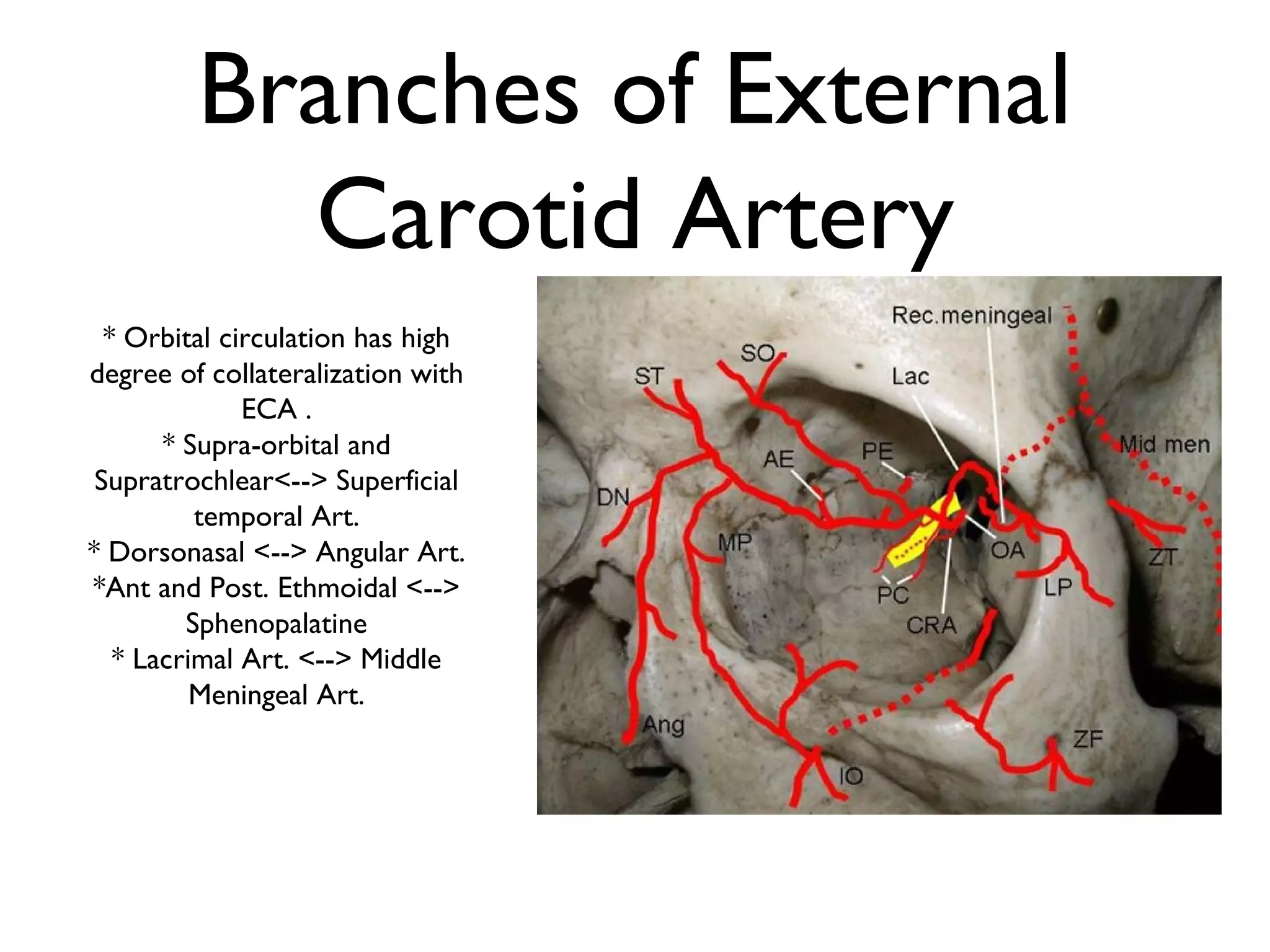 Orbital nerves and vessels | PPT