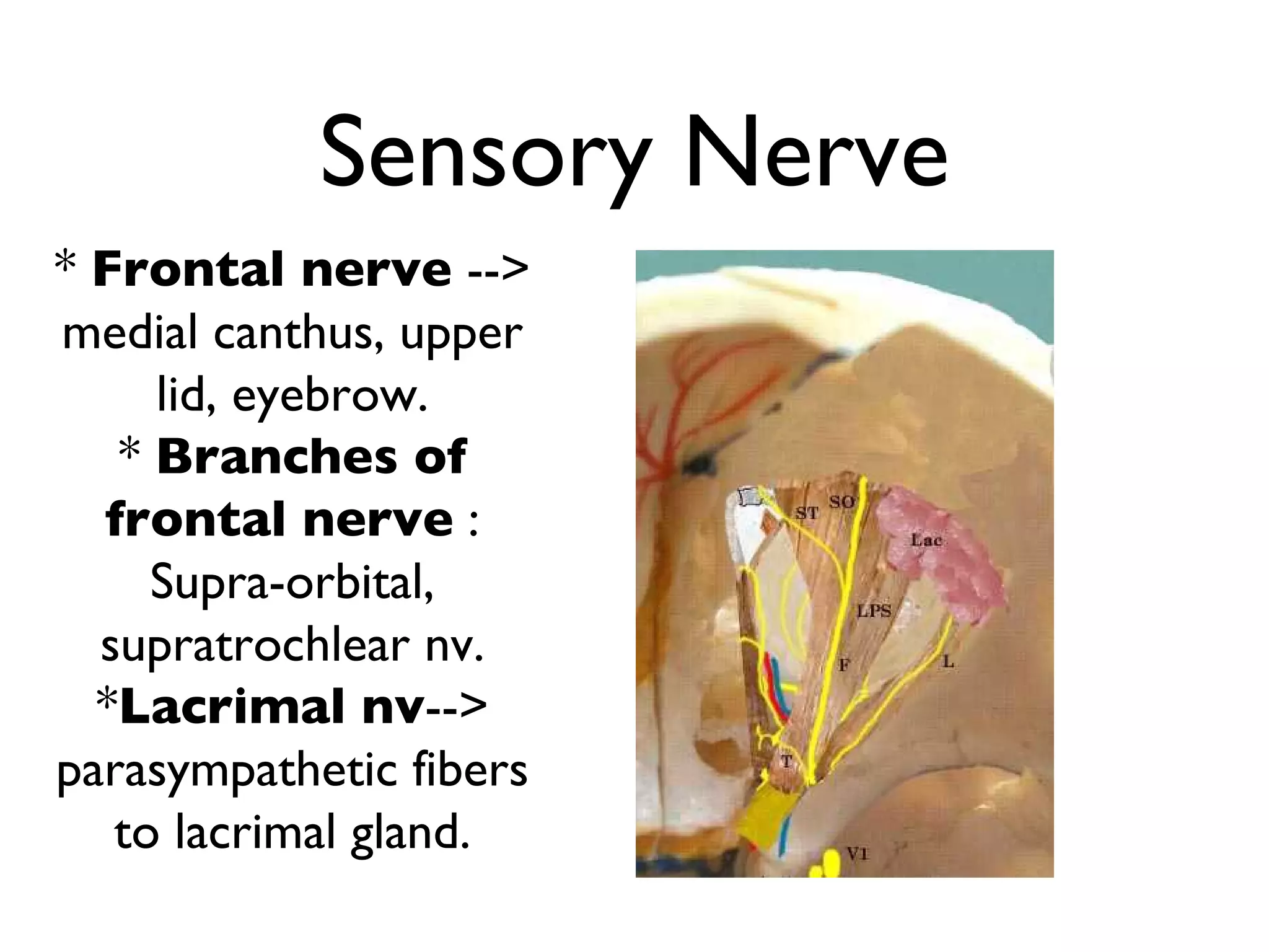 Orbital nerves and vessels | PPT