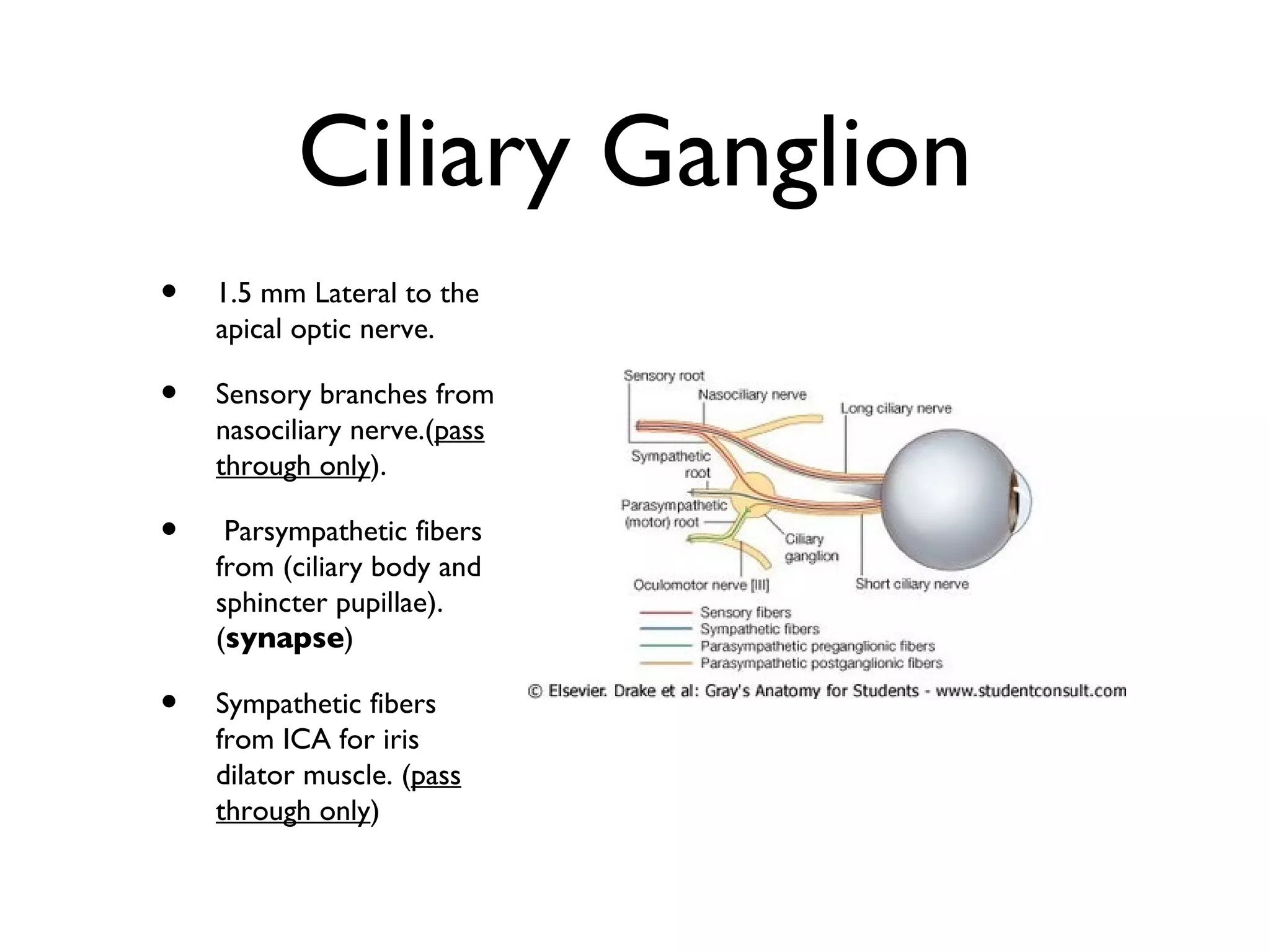 Orbital nerves and vessels | PPT