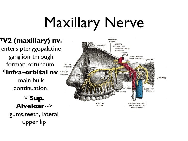 Maxillary Nerve Cadaver Clip_image012 | Facial Nerve, Maxillary Nerve,
