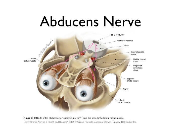 Orbital nerves and vessels