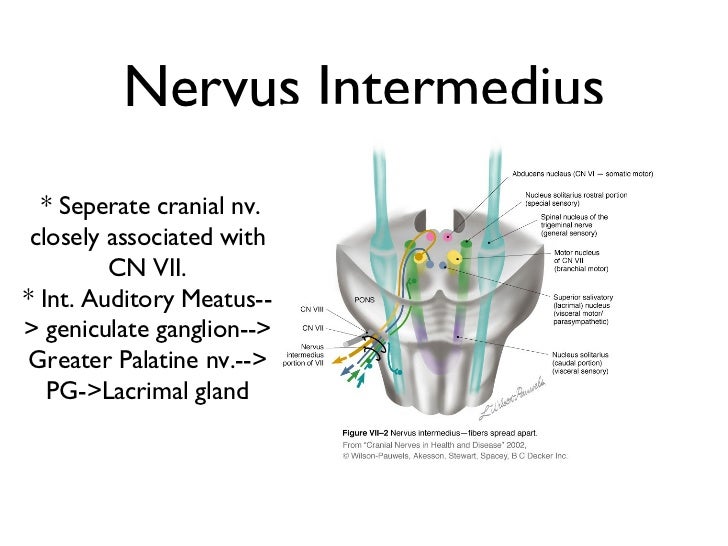 Orbital nerves and vessels
