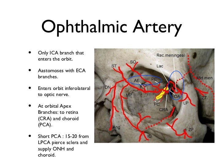 Orbital nerves and vessels