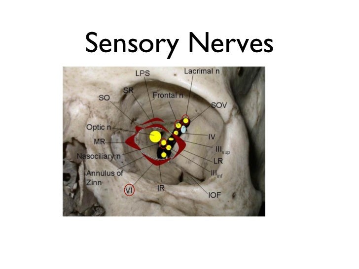 Orbital nerves and vessels