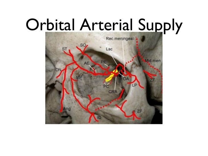 Orbital nerves and vessels