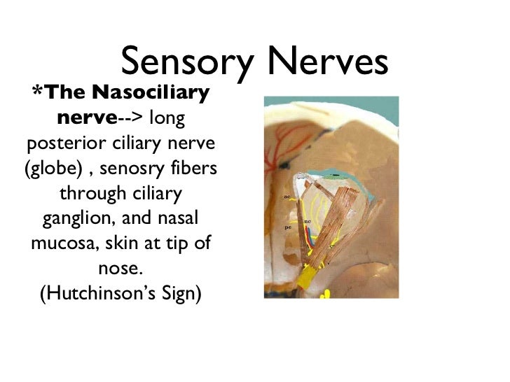 Nasociliary Nerve Distribution