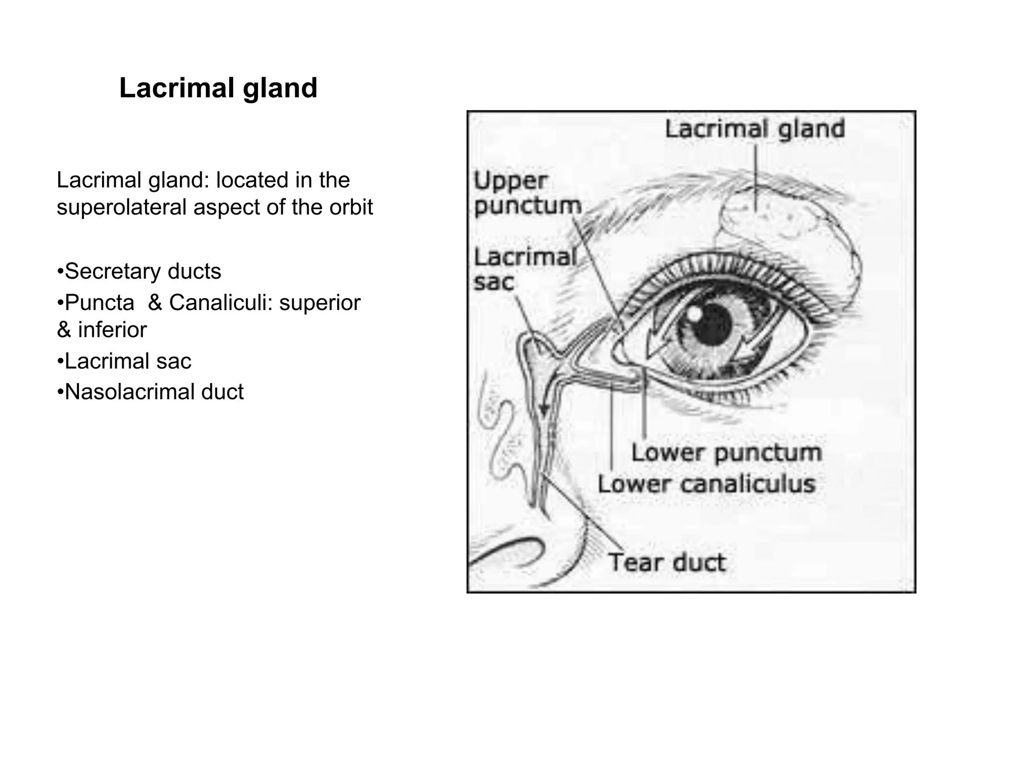 Imaging in orbital pathology | PPTX