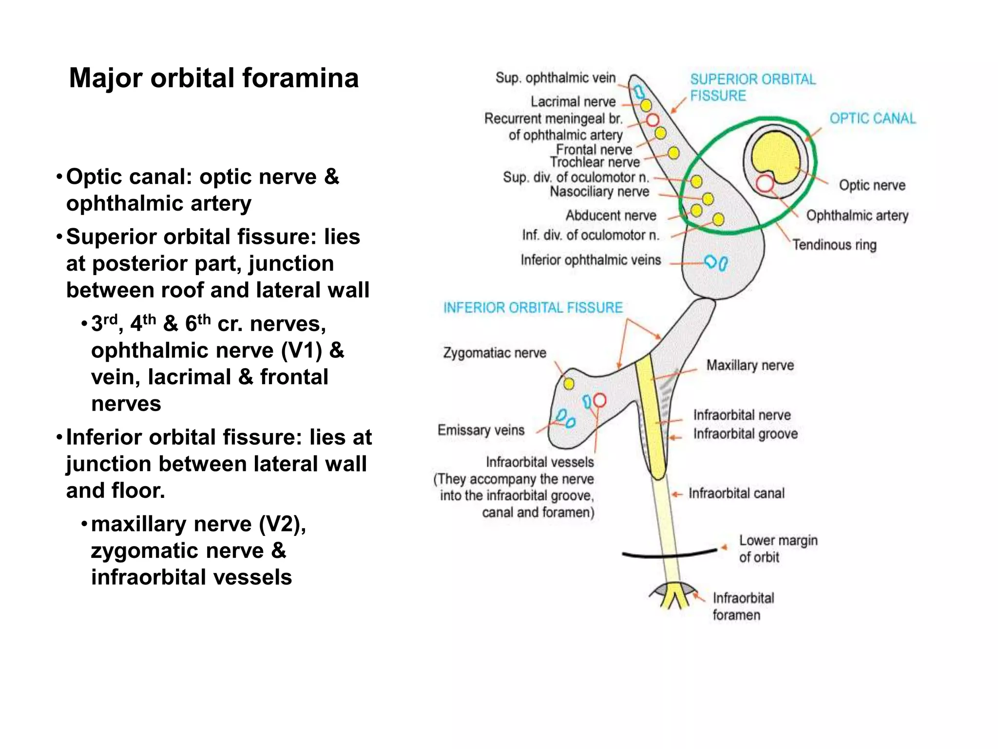 Imaging in orbital pathology | PPTX
