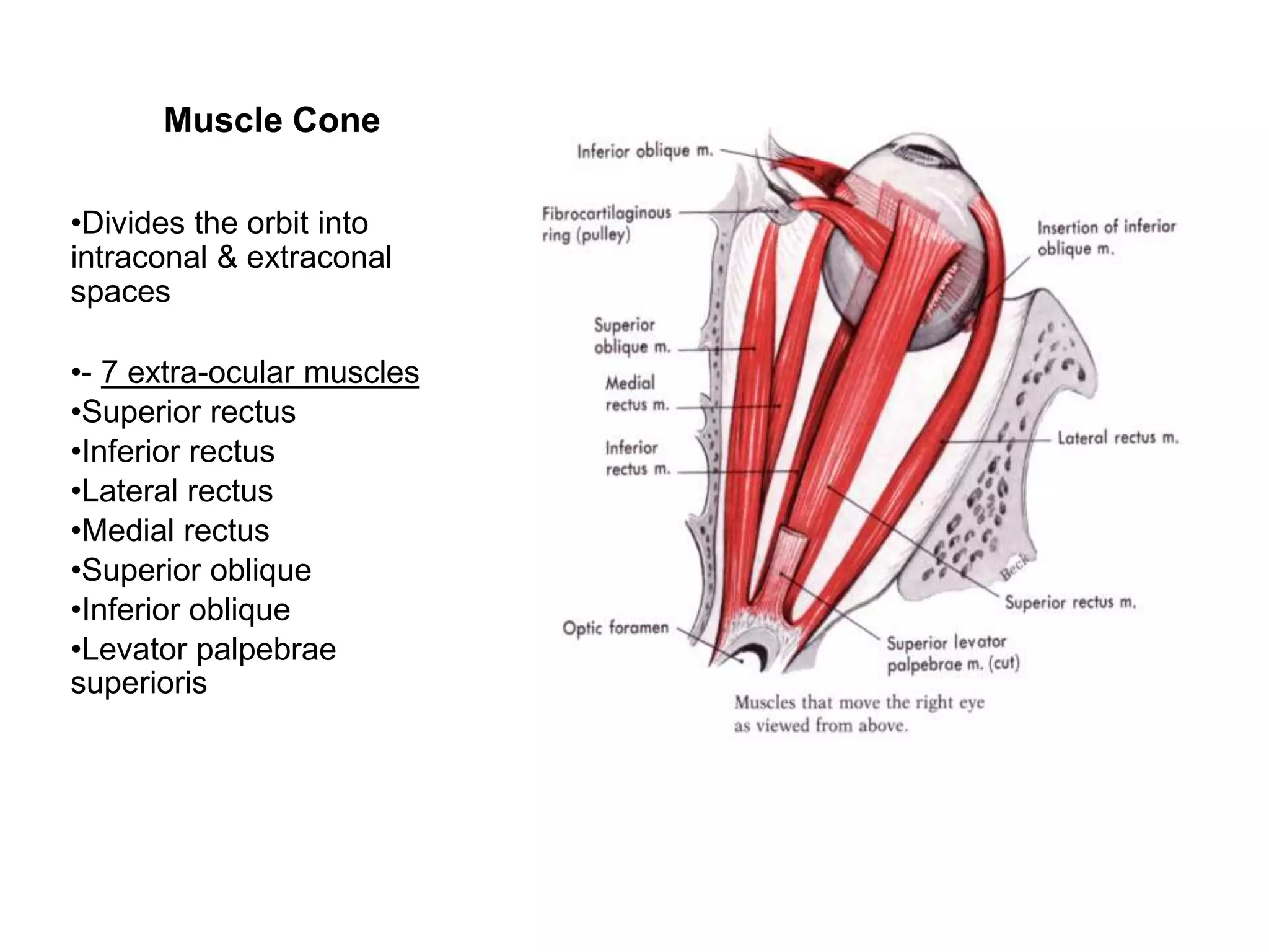 Imaging in orbital pathology | PPTX