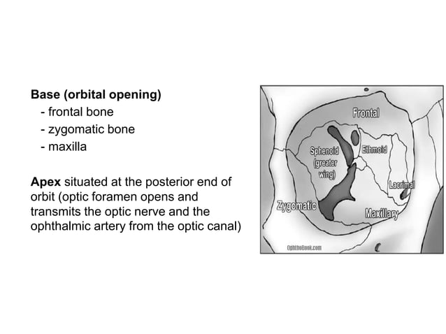 Imaging in orbital pathology | PPTX | Eye and Vision Conditions ...