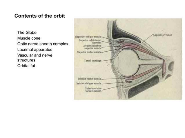 Imaging in orbital pathology | PPTX | Eye and Vision Conditions ...