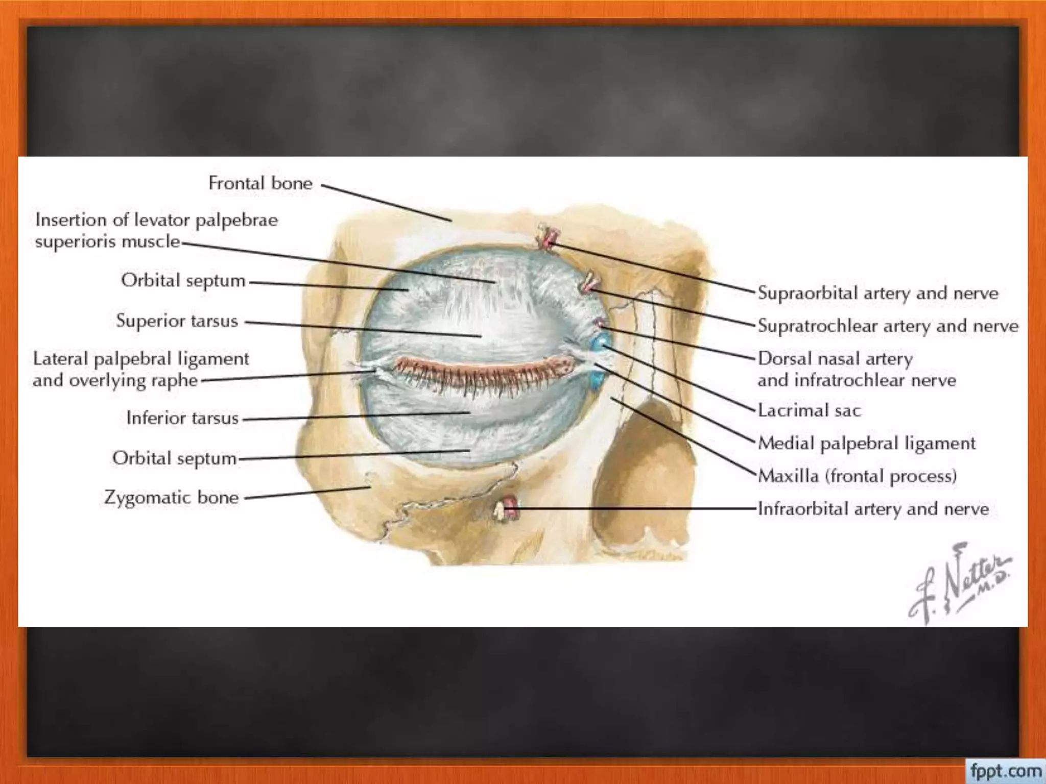 Orbital region | PPT