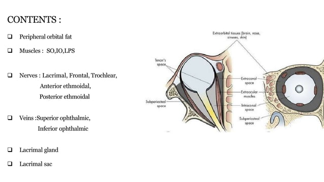 Orbital spaces | PPTX | Eye and Vision Conditions | Diseases and Conditions