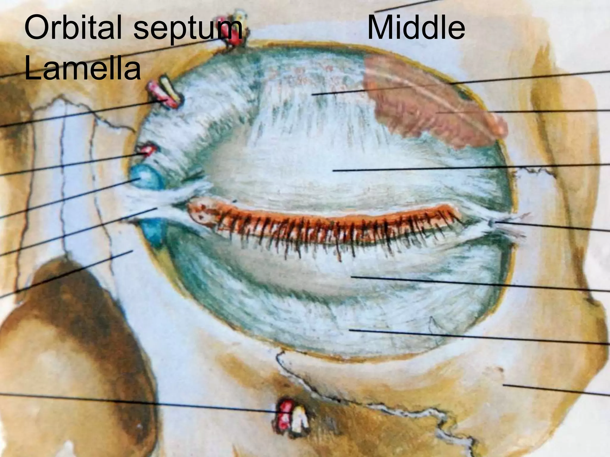 Orbital surgery anatomy pearls | PPTX