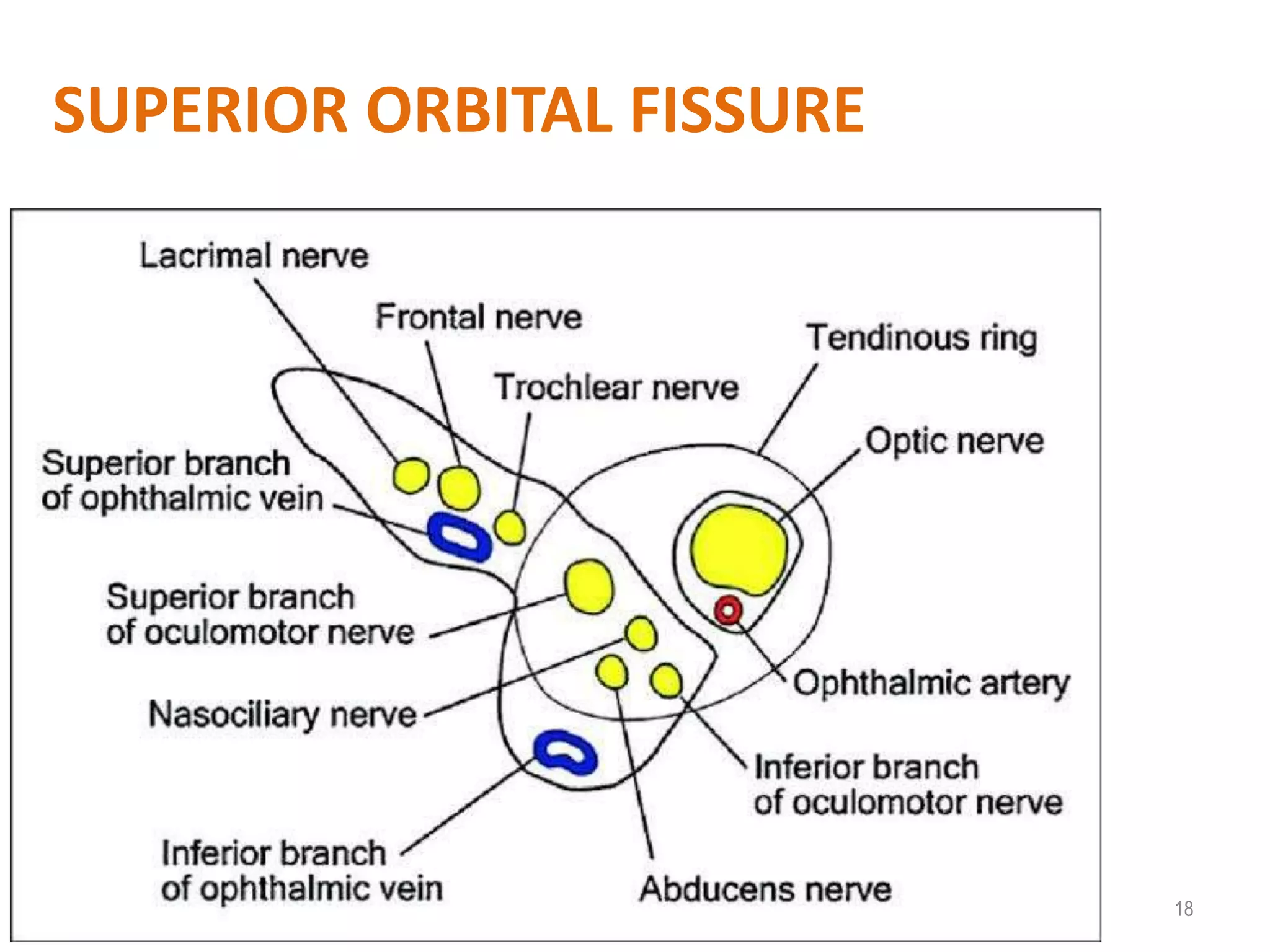 Orbital trauma 1 | PPT