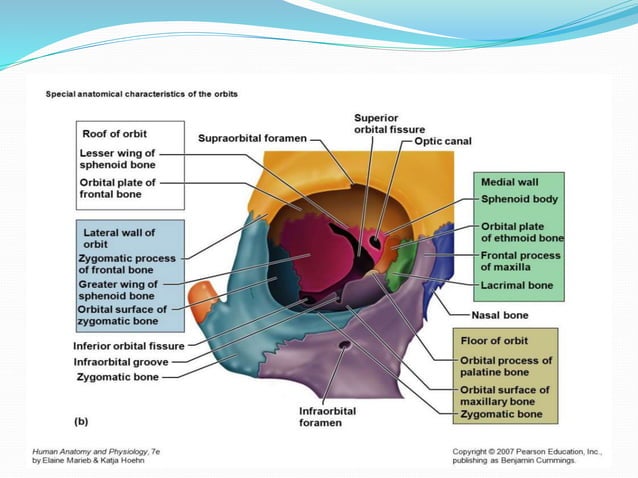 Orbital tumor (case presentation)dr.mumtaz ali | PPTX | Eye and Vision ...