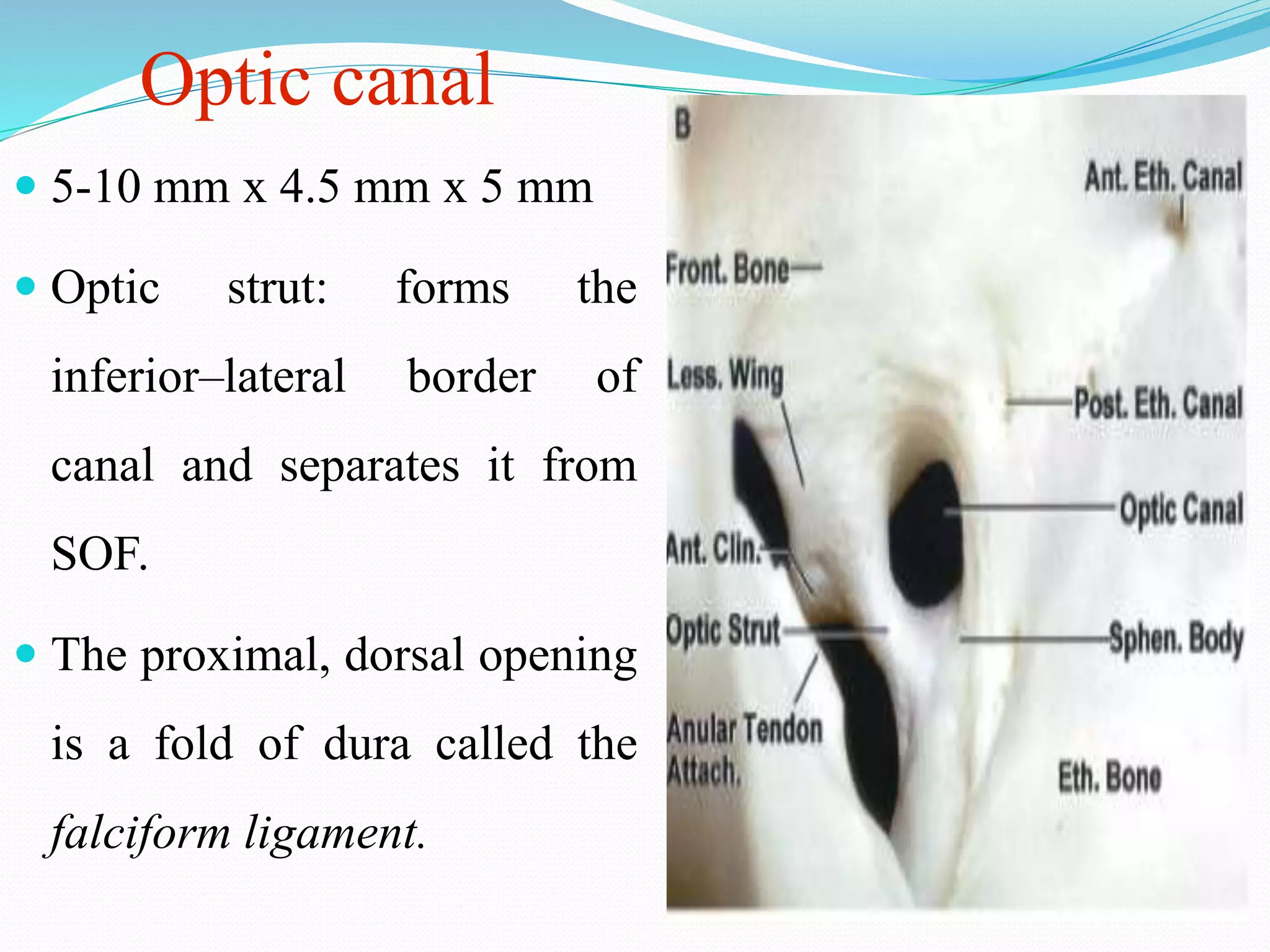 Orbital tumor and surgical approaches | PPTX