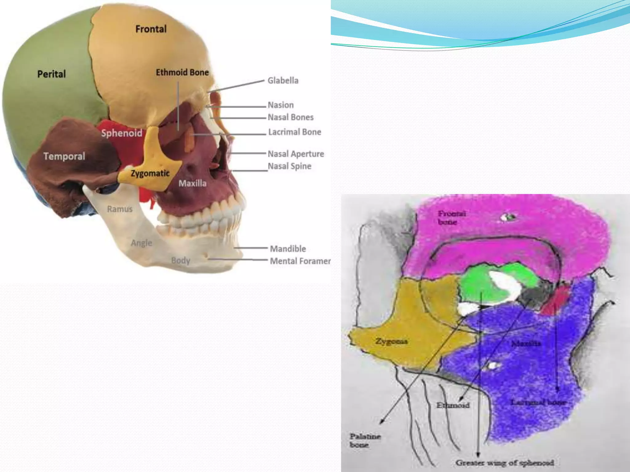 Orbital tumor and surgical approaches | PPTX