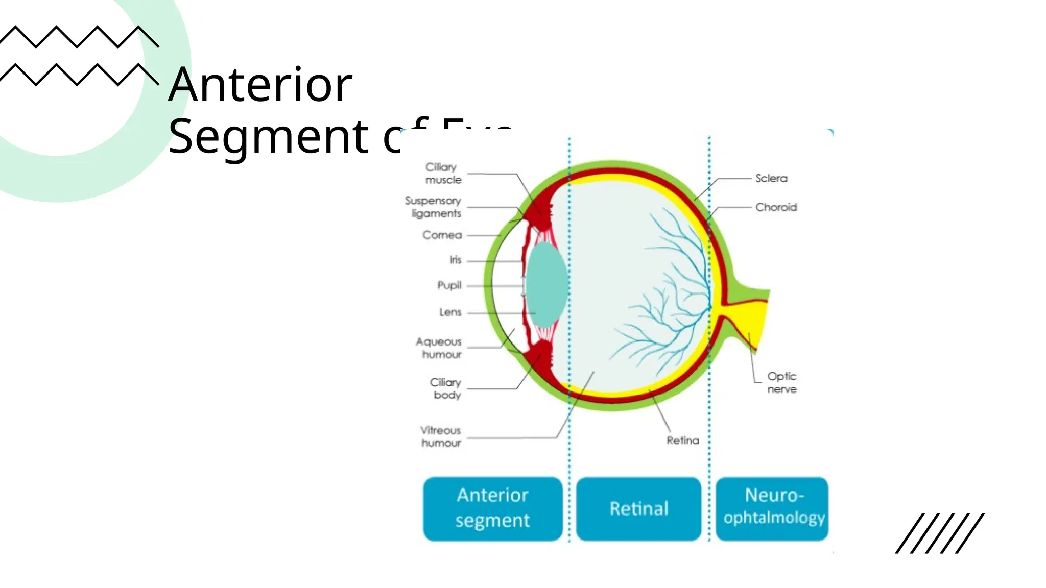 Malignant tumors of anterior segment of eye .pptx