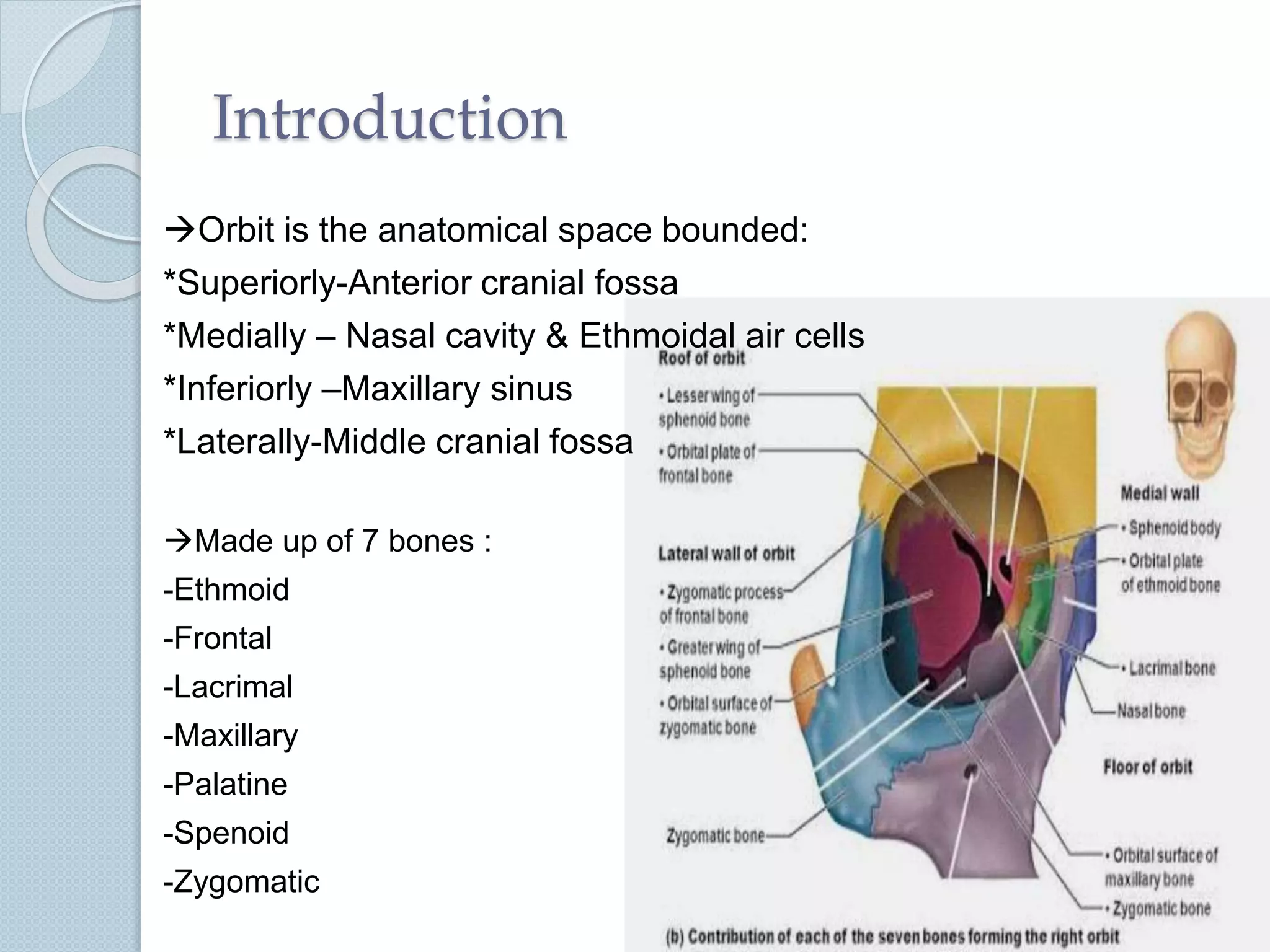 anatomy of orbital | PDF | Ear, Nose and Throat Conditions | Diseases ...