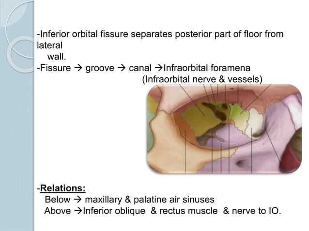 anatomy of orbital | PDF | Ear, Nose and Throat Conditions | Diseases ...