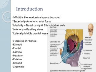 Orbital Anatomy