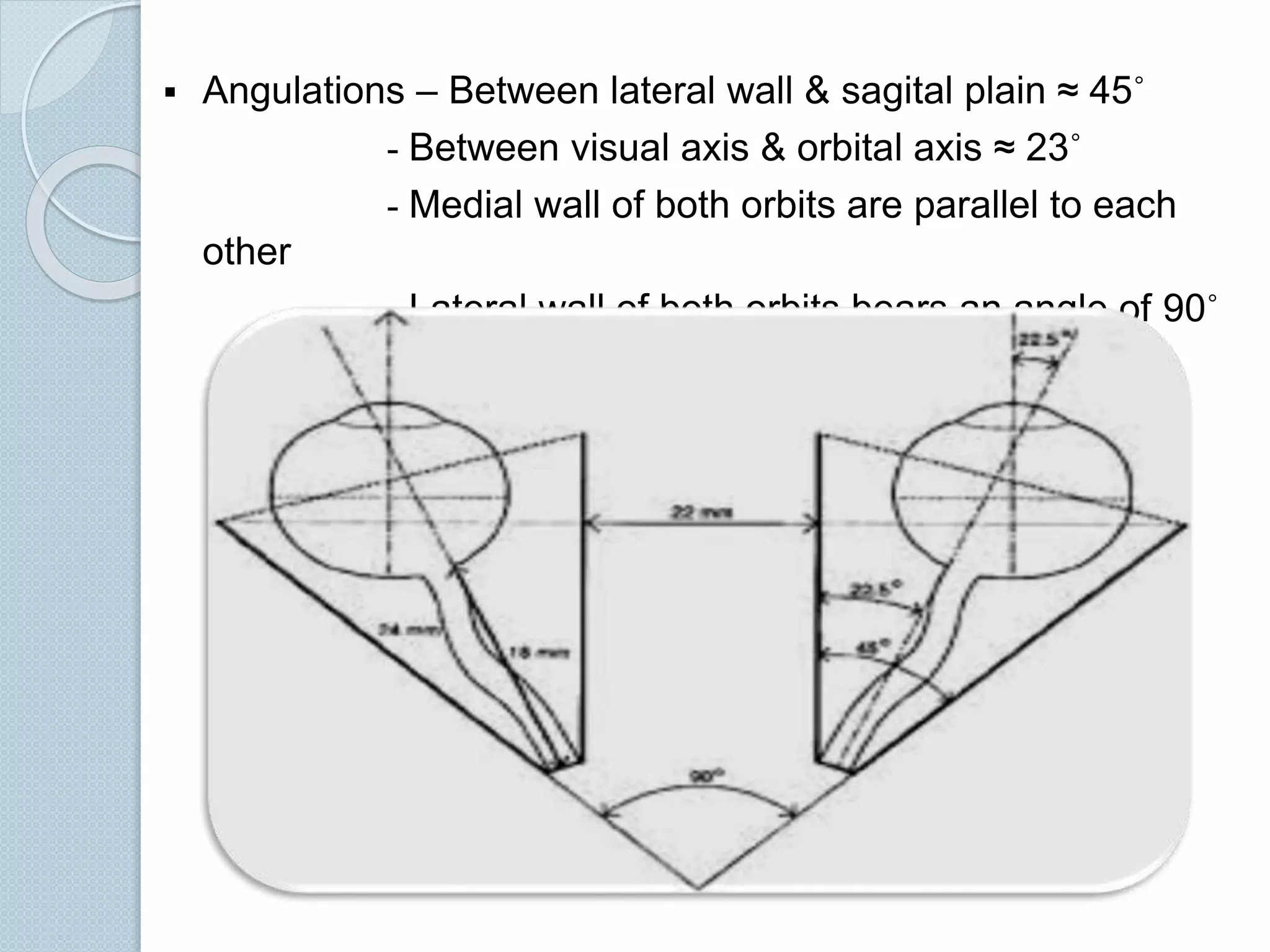 Orbit anatomy | PPTX