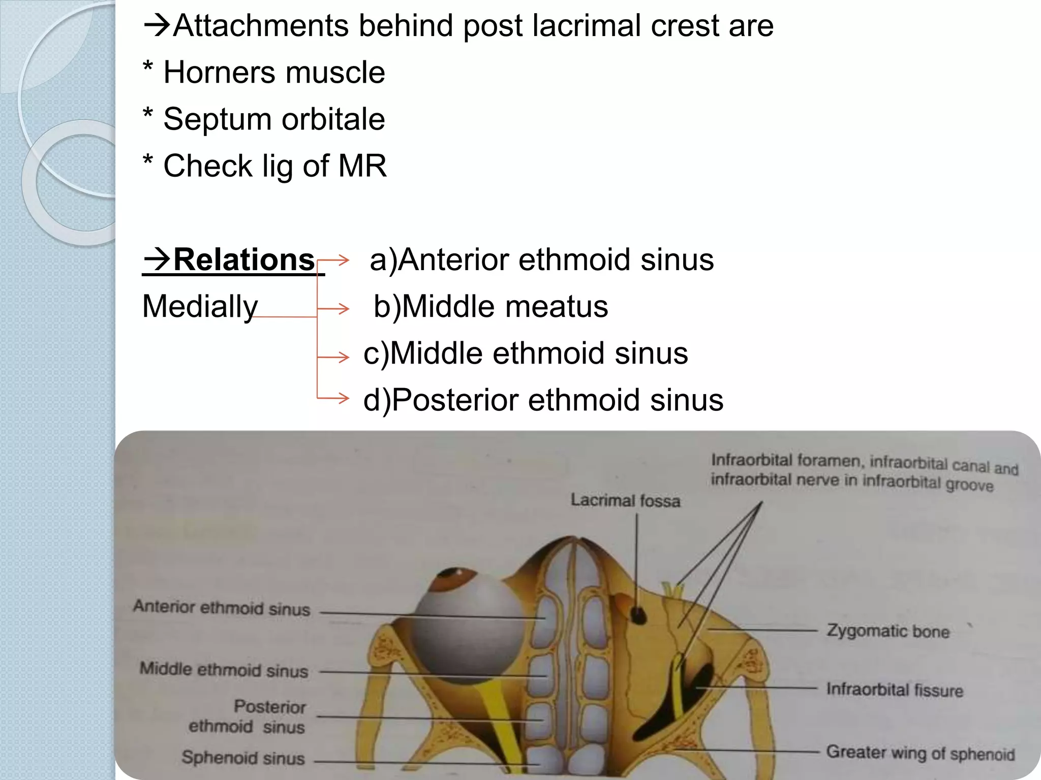 Orbit anatomy | PPTX