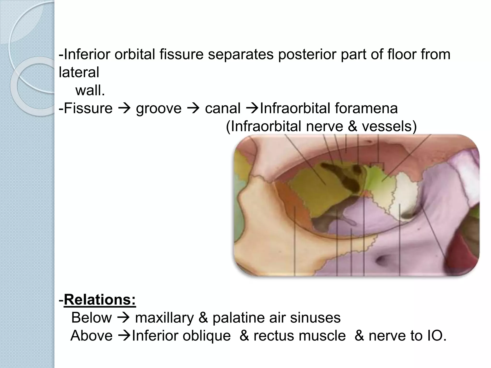Orbit anatomy | PPTX