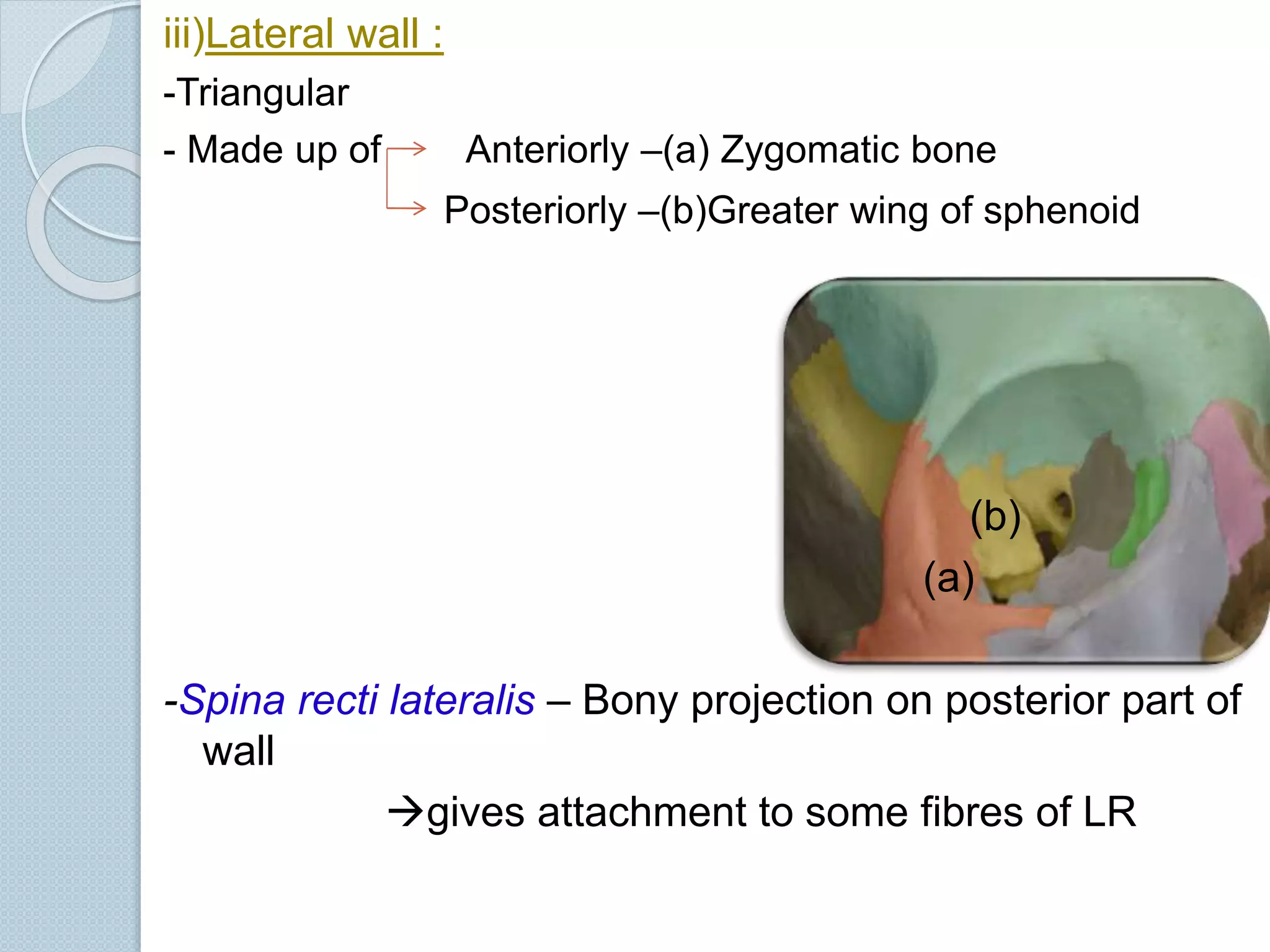 Orbit anatomy | PPTX