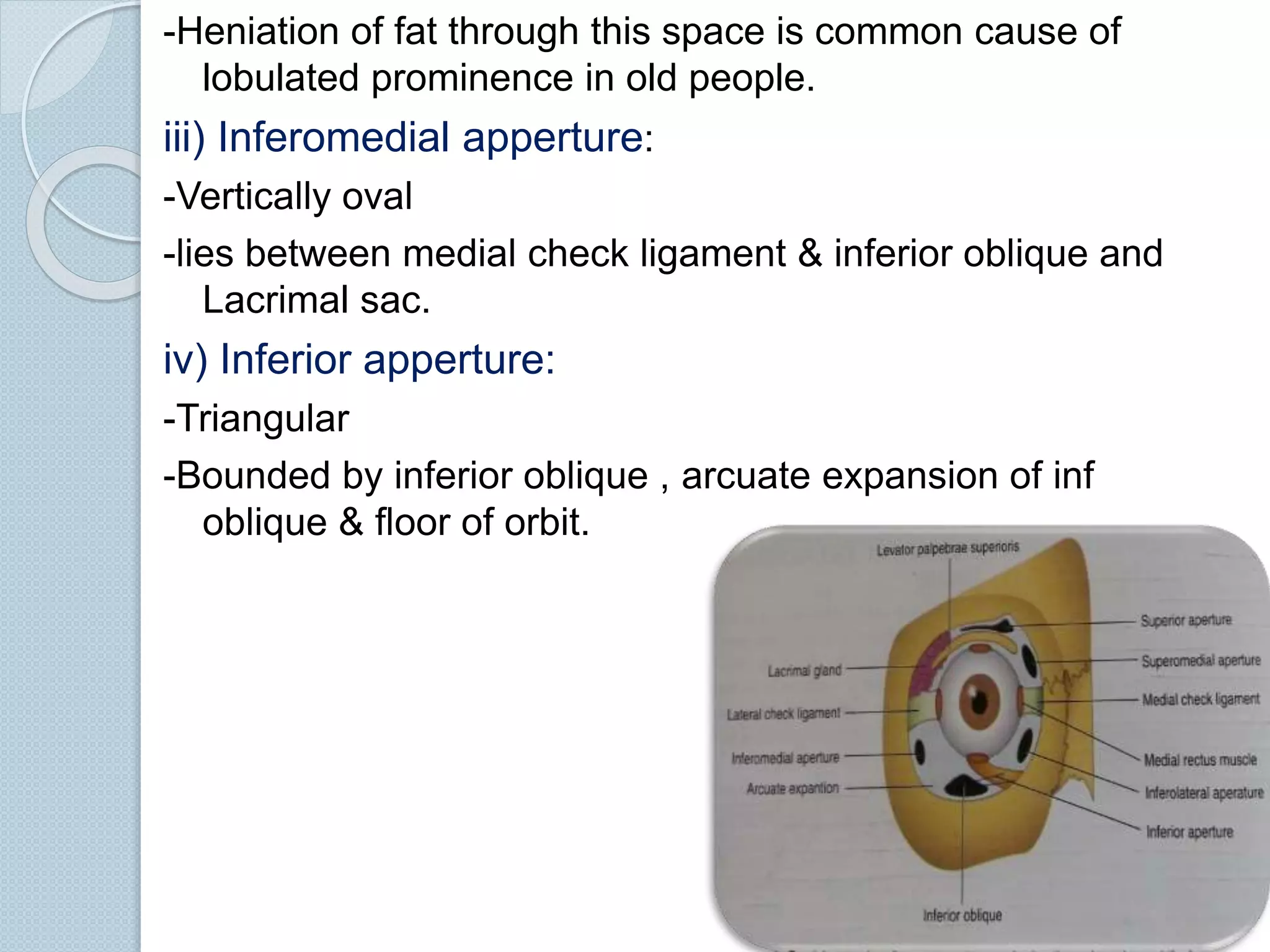 Orbit anatomy | PPTX