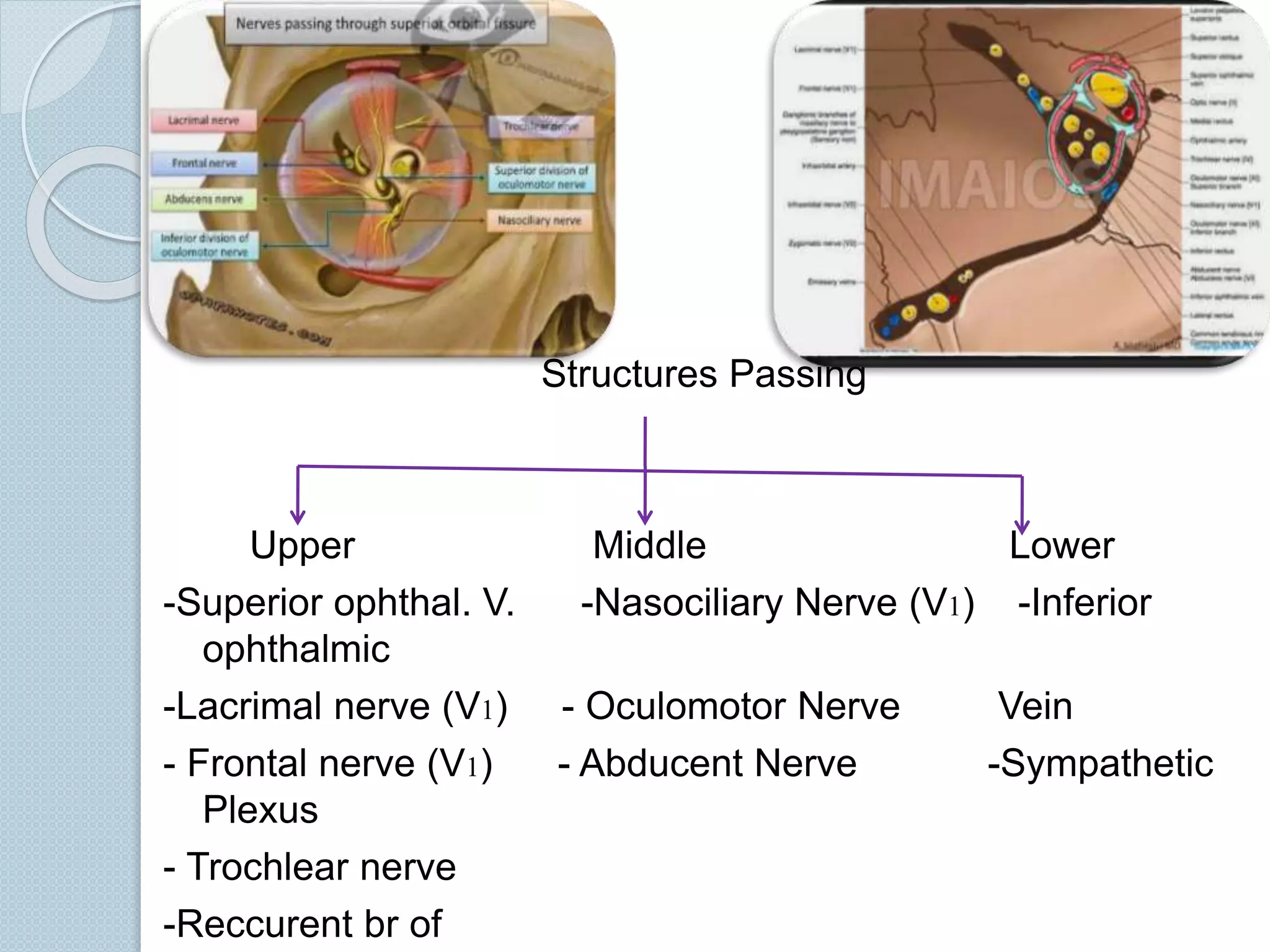 Orbit anatomy | PPTX