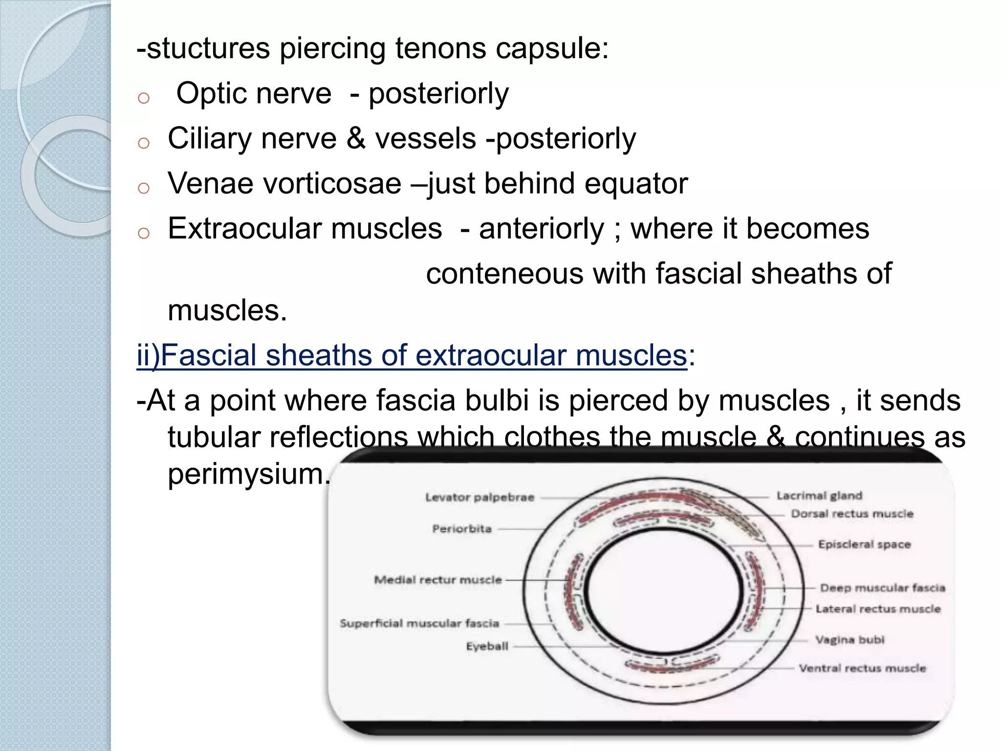 Orbit anatomy | PPTX