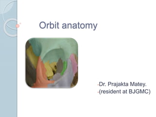 Orbit anatomy | PPT
