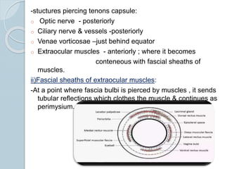 Orbit anatomy | PPTX