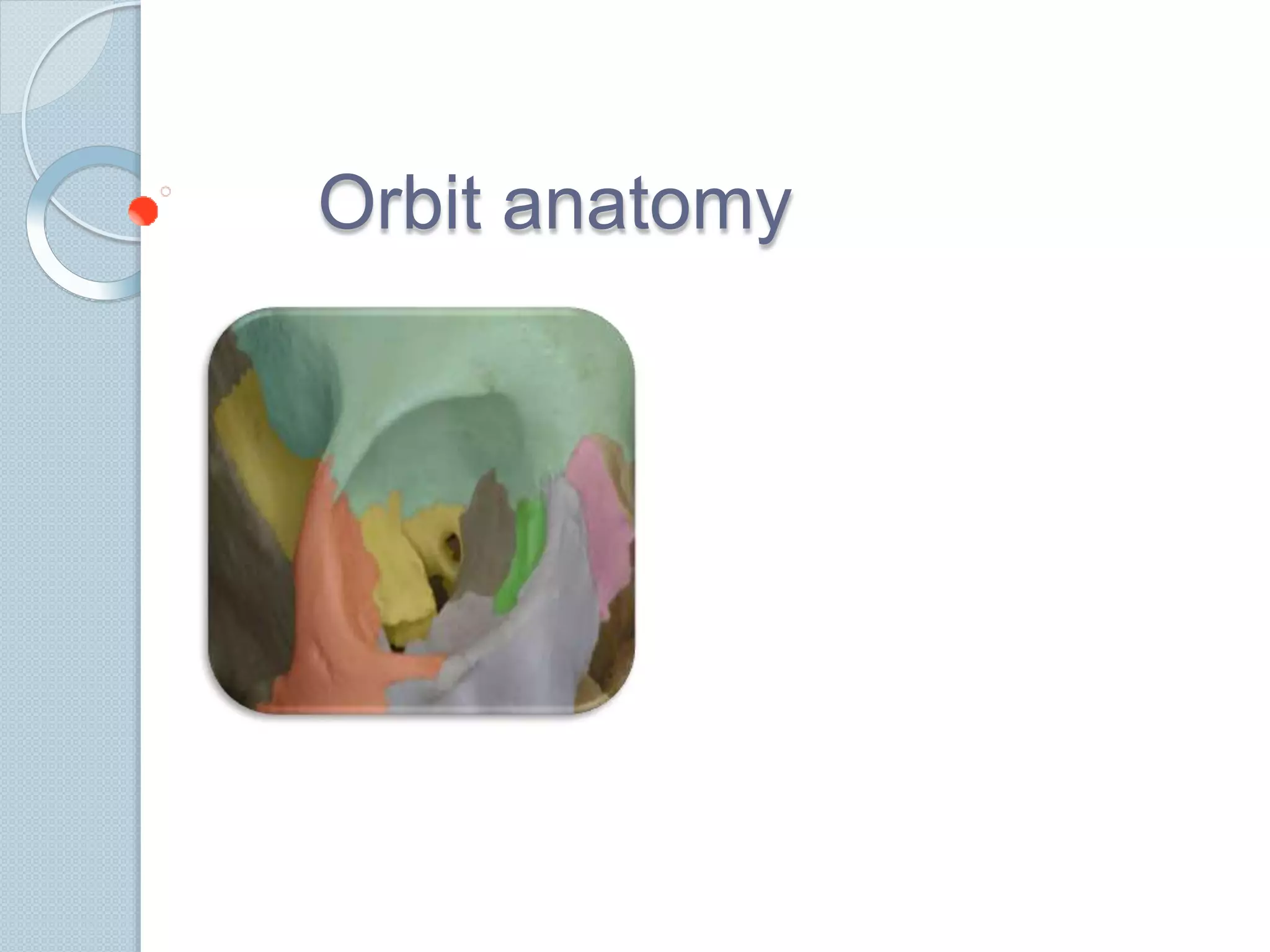 orbit anatomy.pptx