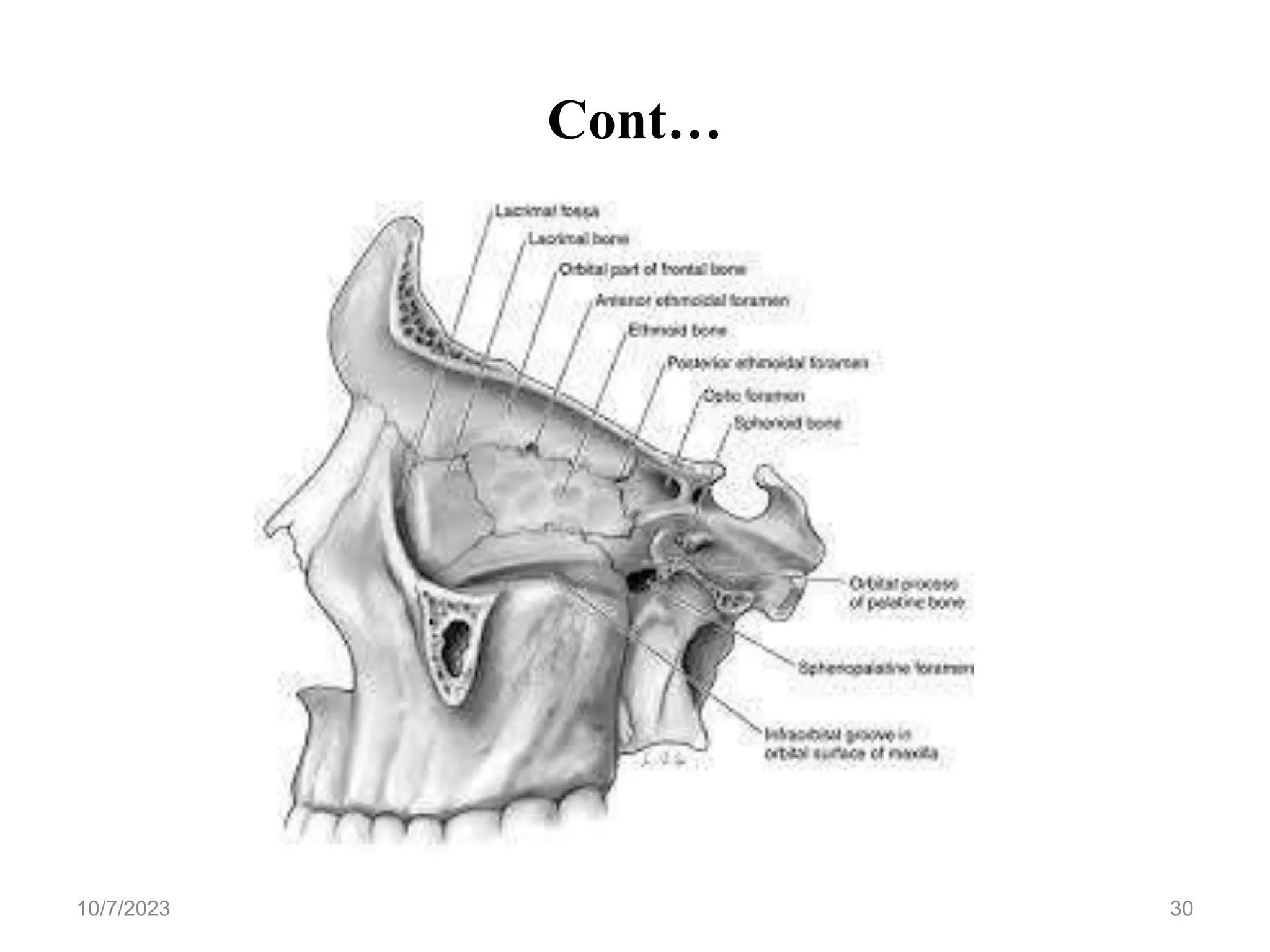 Orbit anatomy.ppt