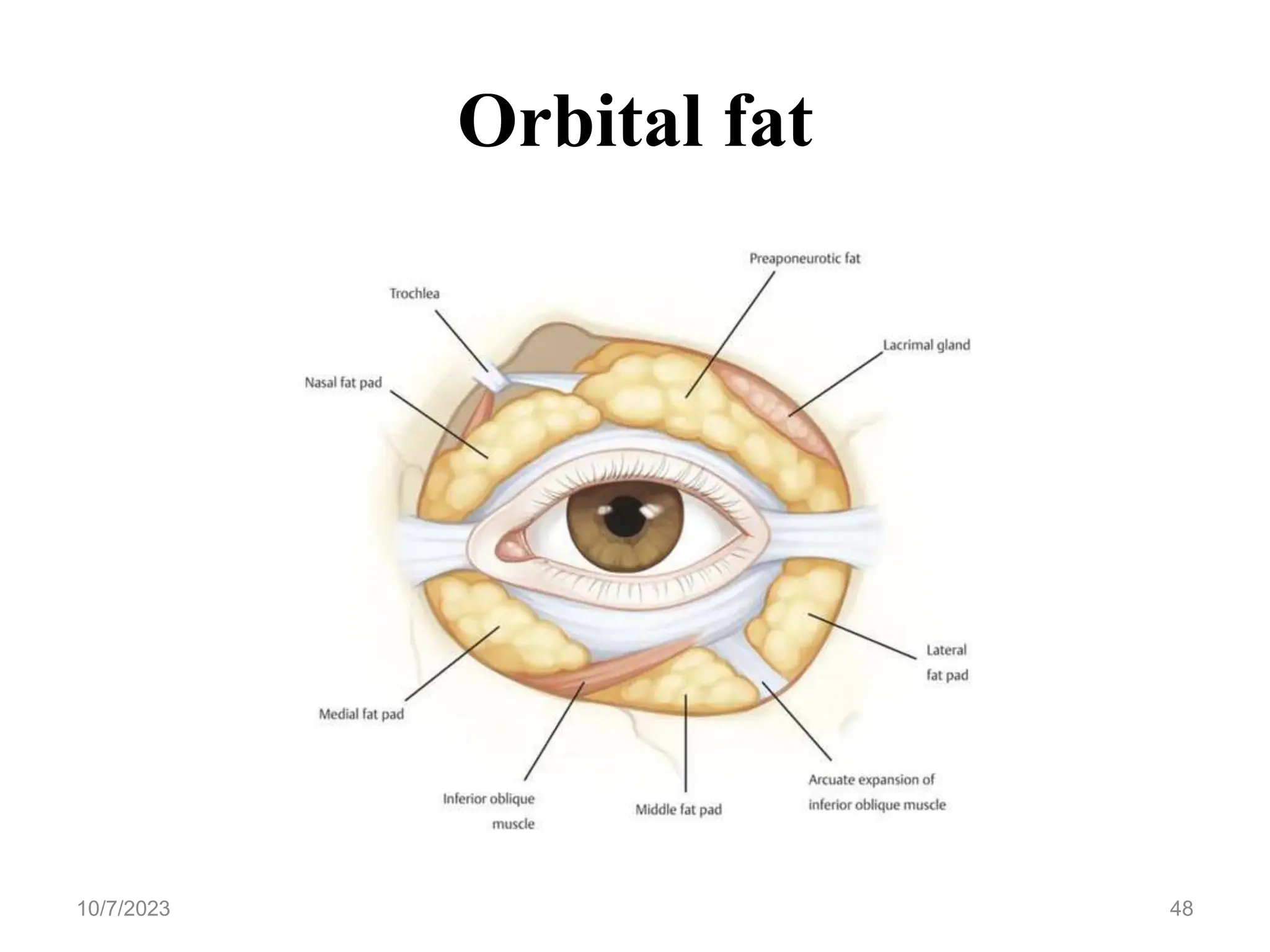 Orbit anatomy.ppt