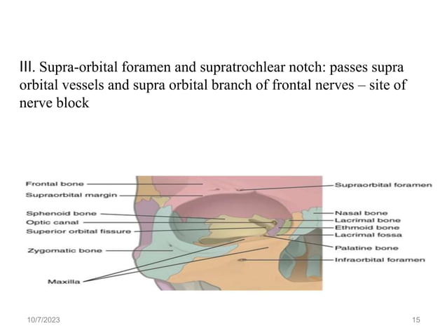 Orbit anatomy.ppt