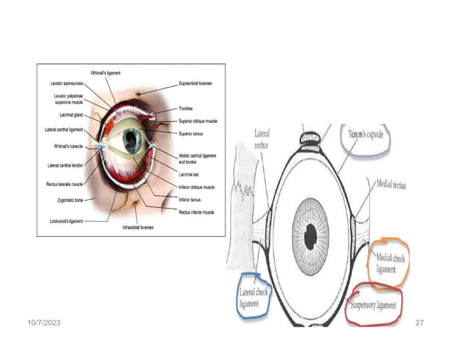 Orbit anatomy.ppt