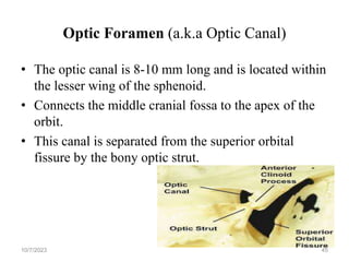 Orbit anatomy.ppt