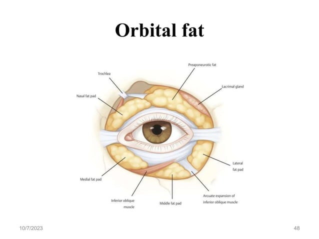 Orbit anatomy.ppt