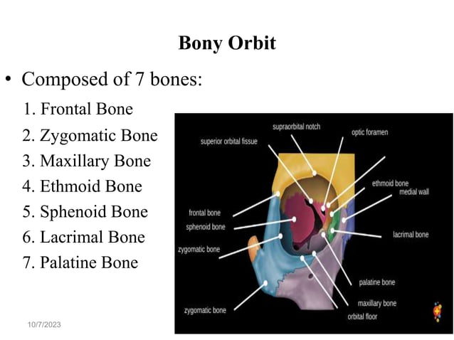 Orbit anatomy.ppt