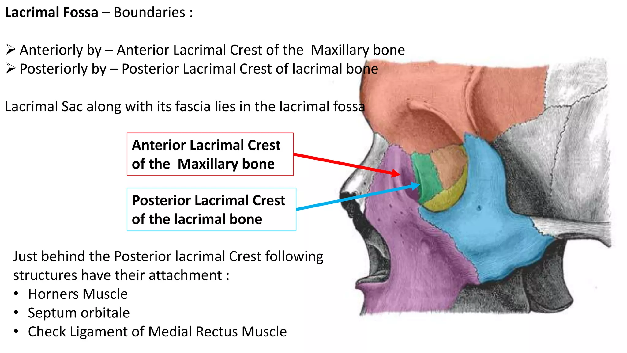 Orbit Anatomy and Surgical Spaces | PPTX