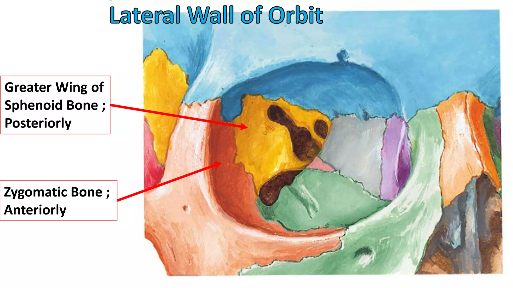 Orbit Anatomy and Surgical Spaces | PPTX